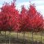 Sugar Maple Tree - 6-7ft Bare Root - $44.00